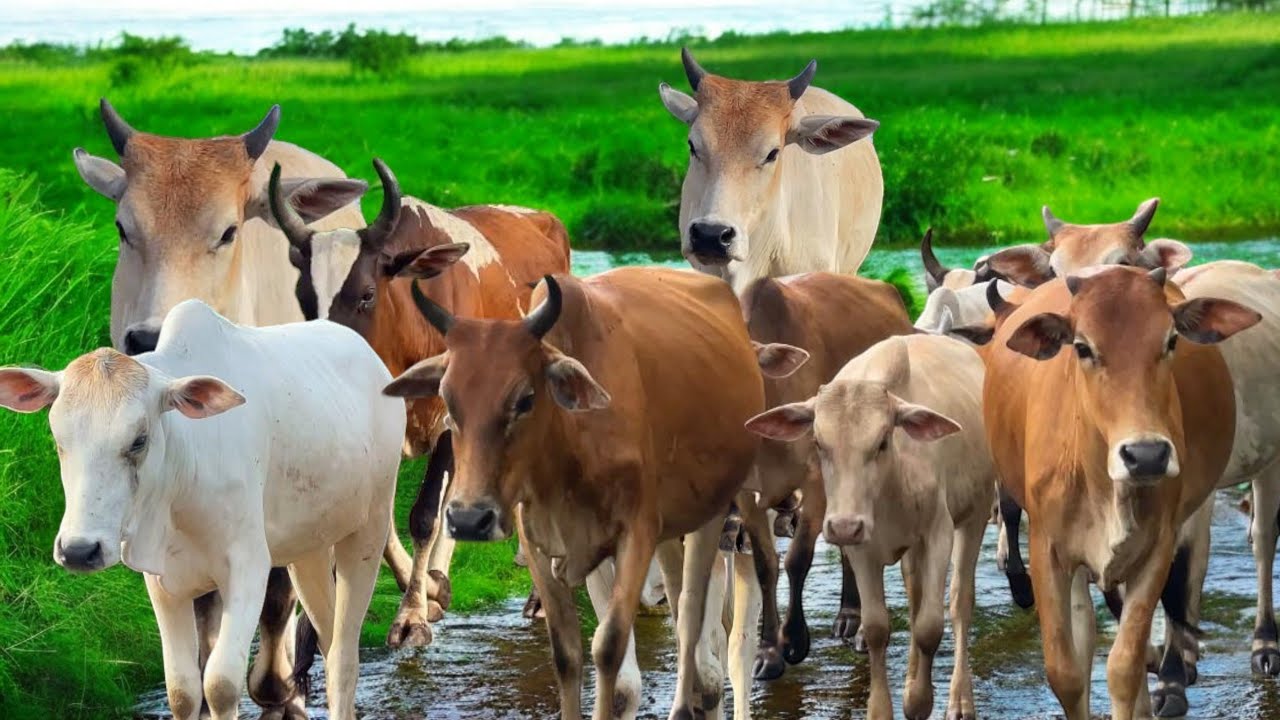 GEMBALA SAPI SAPI MENUJU KANDANG - AKTIVITAS SAPI SAPI DESA MENUJU ...
