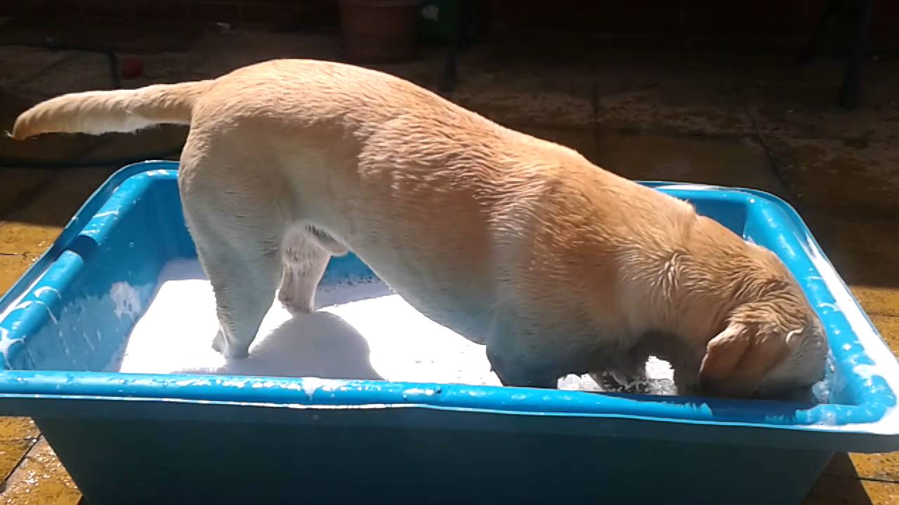 riley and buddy having fun - YouTube