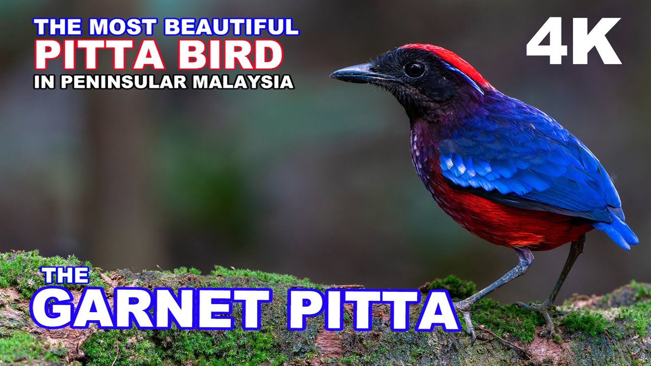 THE MOST BEAUTIFUL PITTA BIRD IN PENINSULAR MALAYSIA. - YouTube