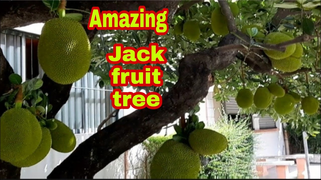 Jack fruit tree na hitik sa bunga#Lanka#jackfruit - YouTube