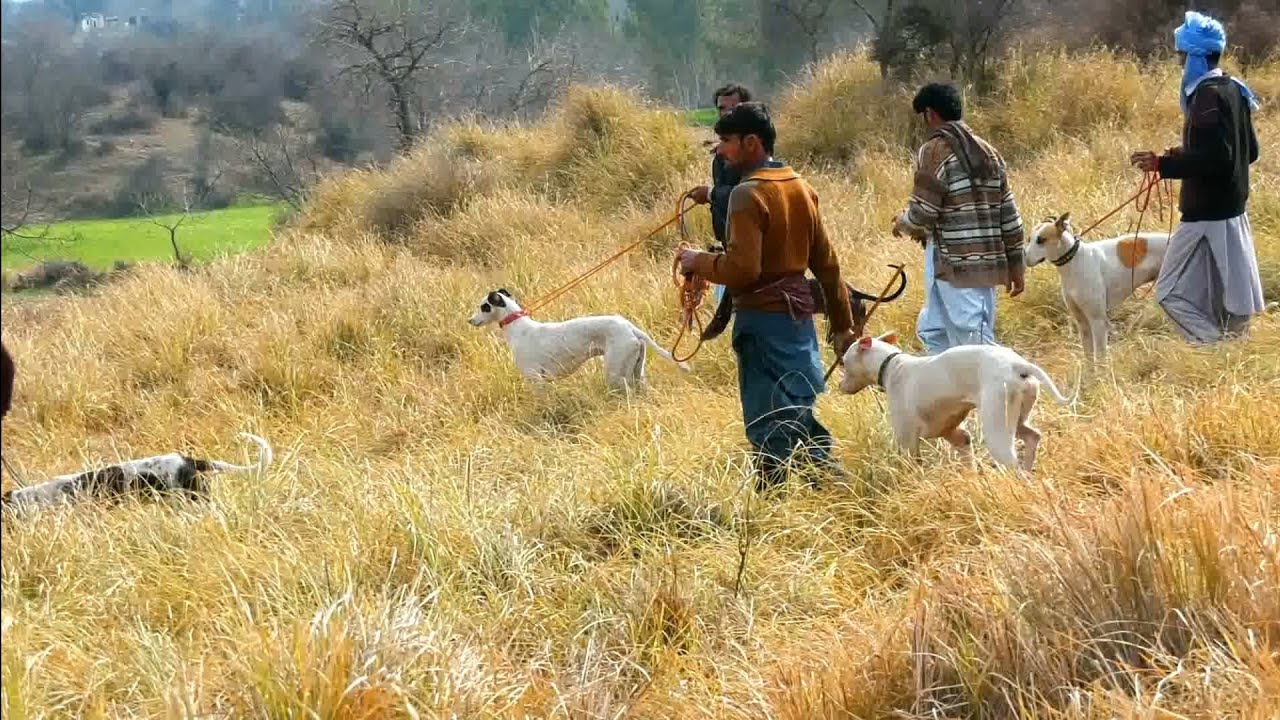 attack shikar he shikar wild boar hunting 17 October 2022 - YouTube