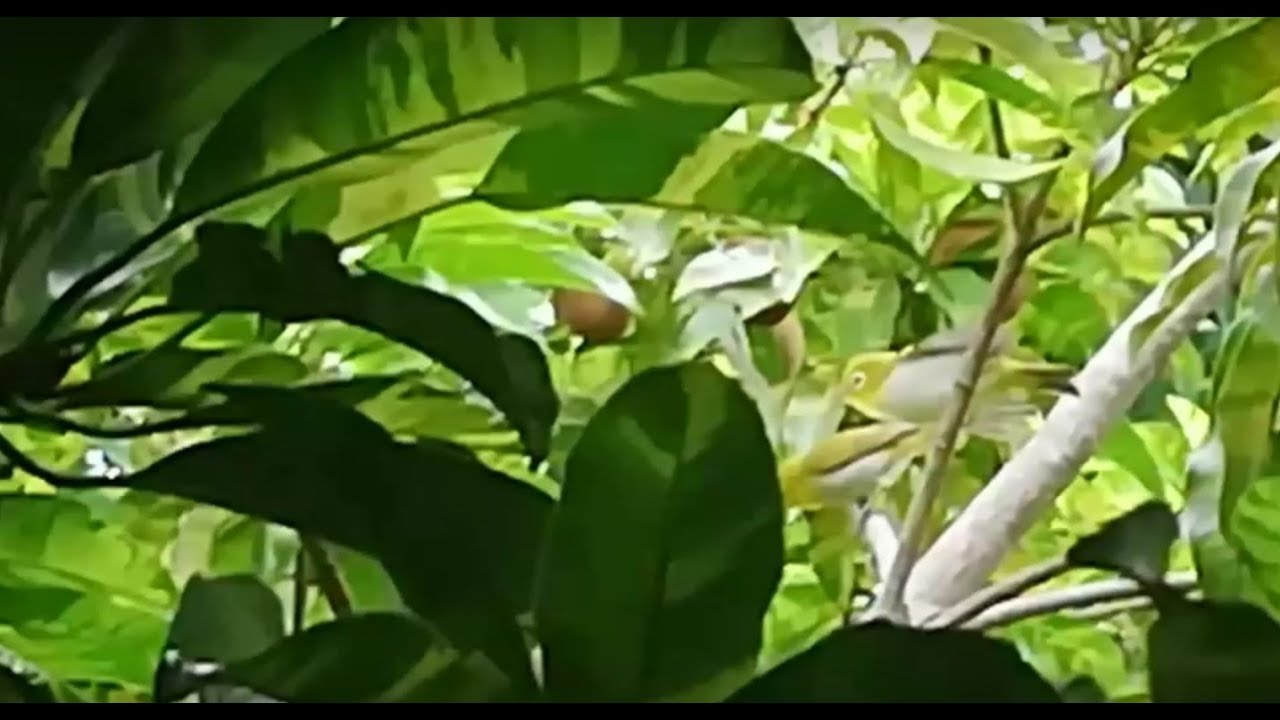 How to marcot variegated chico - YouTube
