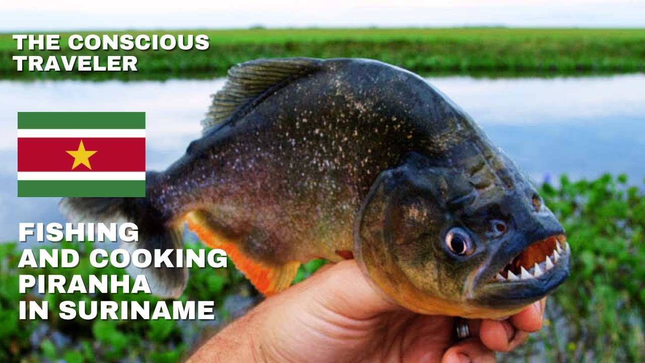 The Ultimate Gastronomic Adventure: Catching and Cooking Piranha in ...