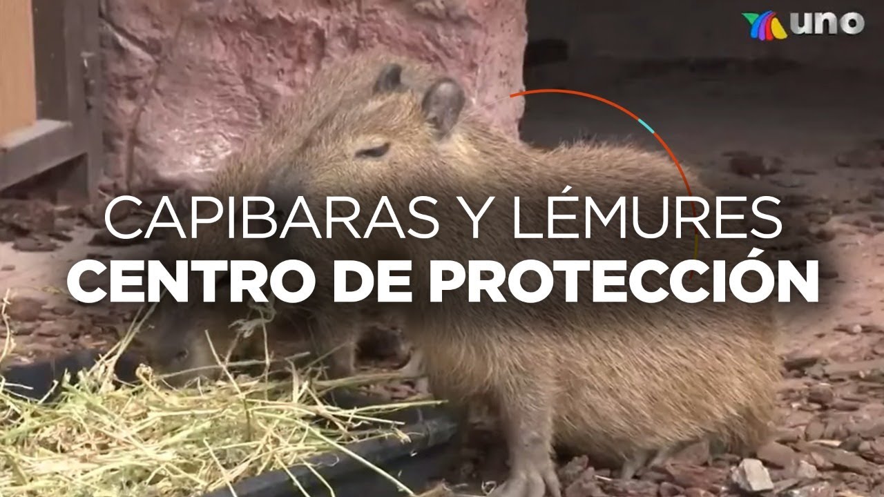 #ZonaVerde | Los capibaras, el roedor más grande del mundo - YouTube