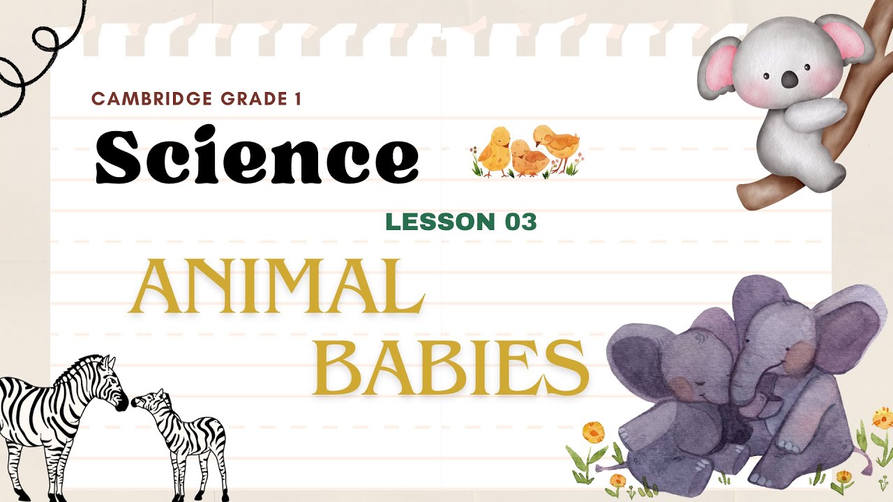 Cambridge Grade 1 Science Lesson 03 | Animal Babies | Study Bee - YouTube