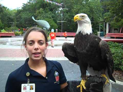 Meet "Cyrus," the Southern Bald Eagle at Tampa's Lowry Park Zoo - YouTube