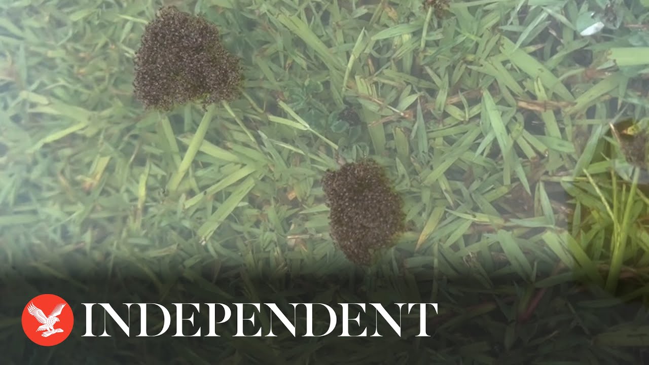 Thousands of fire ants form rafts to survive Queensland flood waters ...