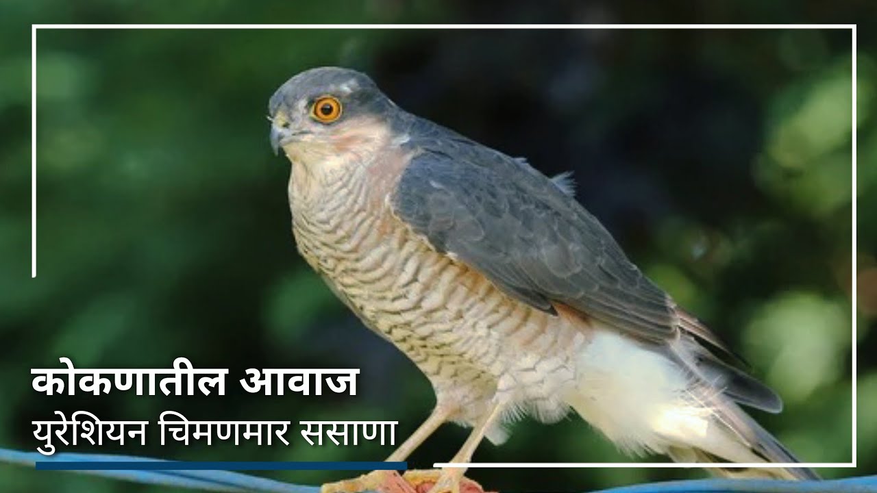 Sparrowhawk Call ( युरेशियन चिमणमार ससाणा ) - YouTube
