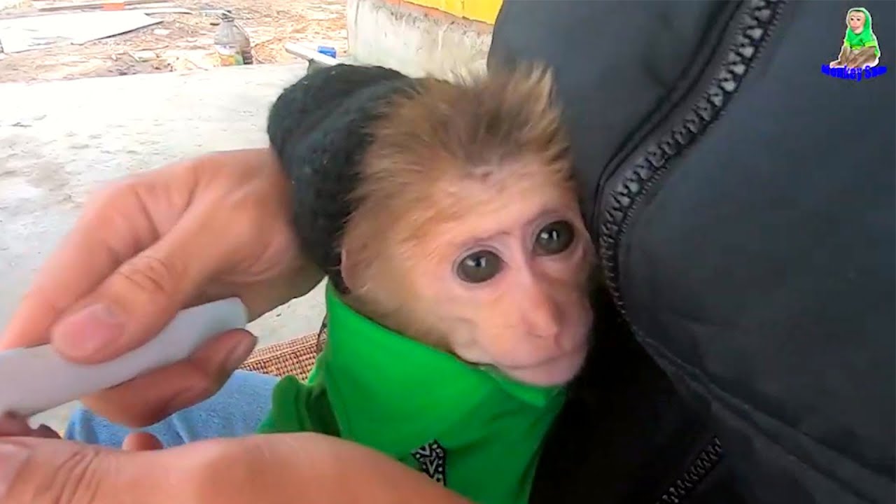Baby Monkey Asher is so cute when he's young - YouTube