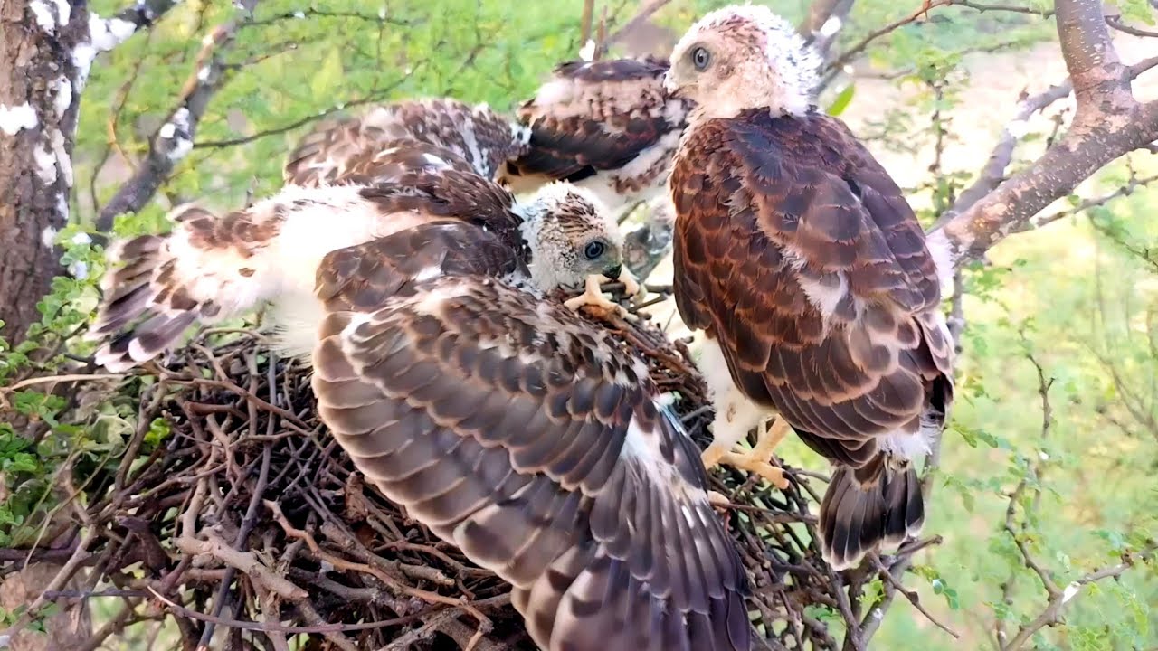 Shikra babies going to take their first flight from top of tree ...