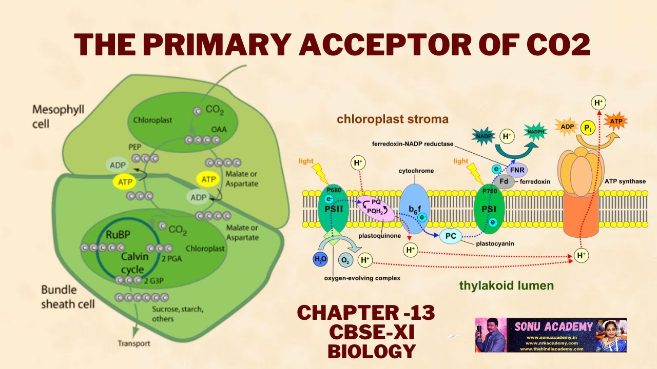 The Primary Acceptor of CO2 | Photosynthesis In Higher | Plants ...