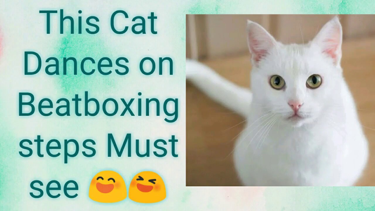 Cat Dances on Beatboxing Hip Hop steps - YouTube