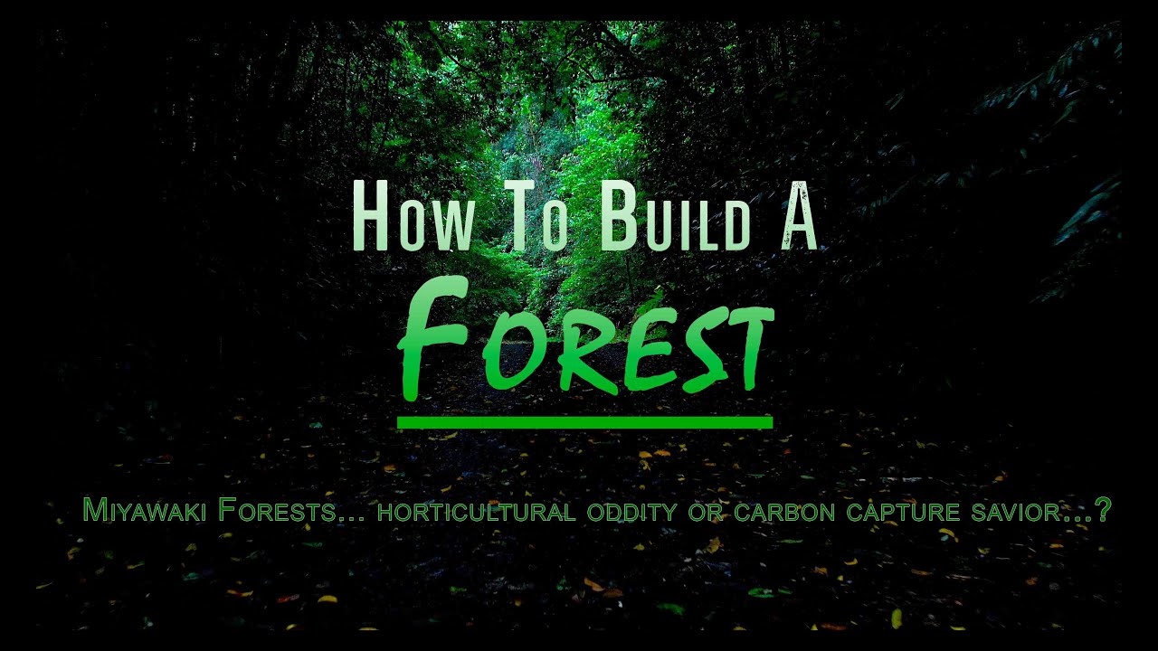How To Build A Forest Teaser - YouTube