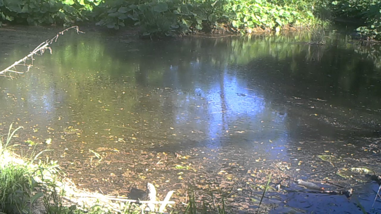 Beaver in Poland 1 - YouTube