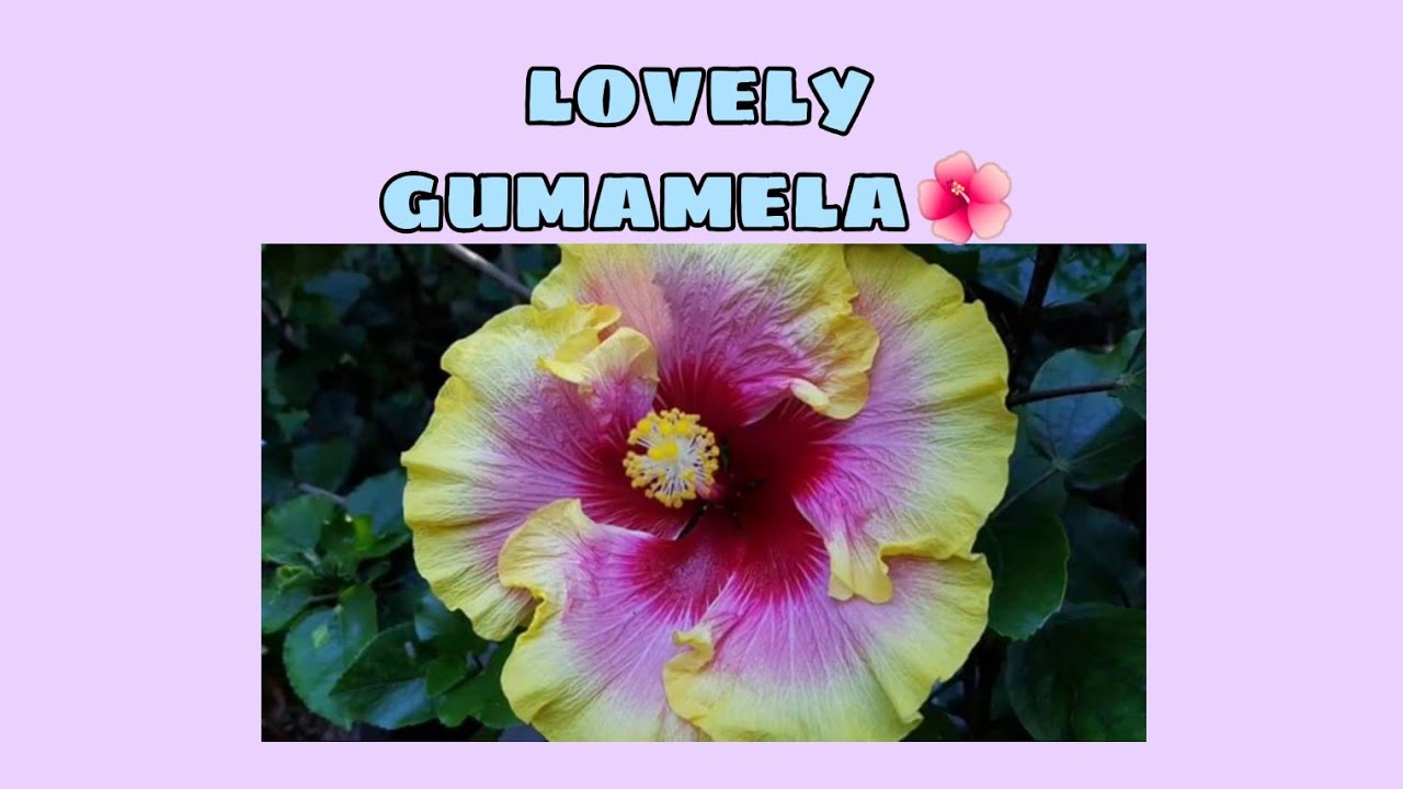 The lovely flower of gumamela's or hibiscus - YouTube