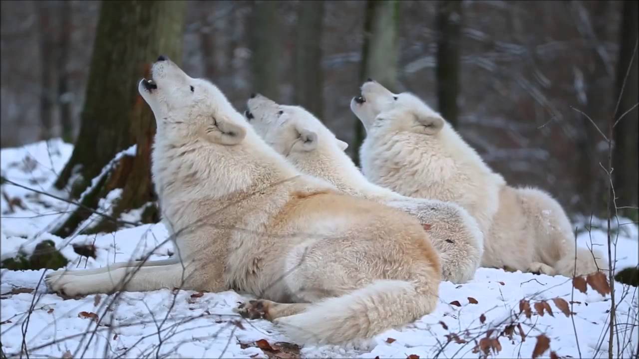 The moment when a pack of wolves sang in perfect choir style - YouTube
