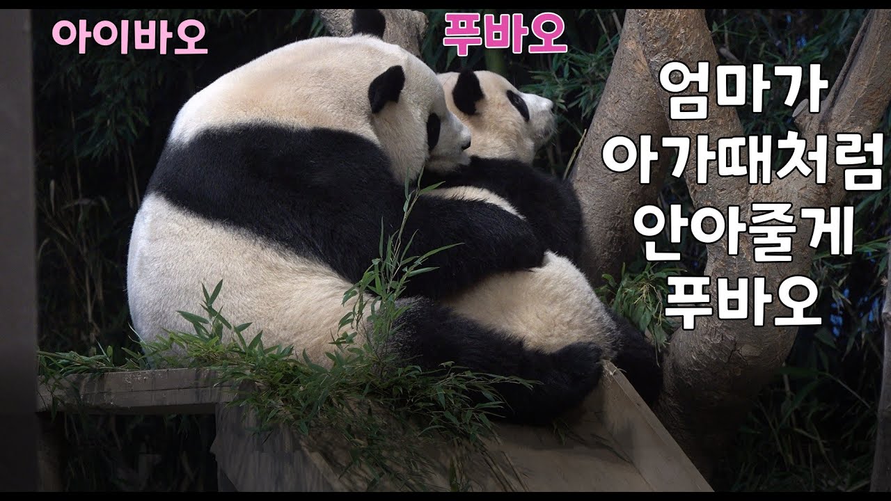애버랜드 판다 푸바오와 아이바오가 평상위에서 함께 노는 시간~ 아이바오가 푸바오 아기때처럼 백허그로 꼬옥 안아주며 놀아주는 둘만의 행복한 시간 바오패밀리 판다의 힐링타임