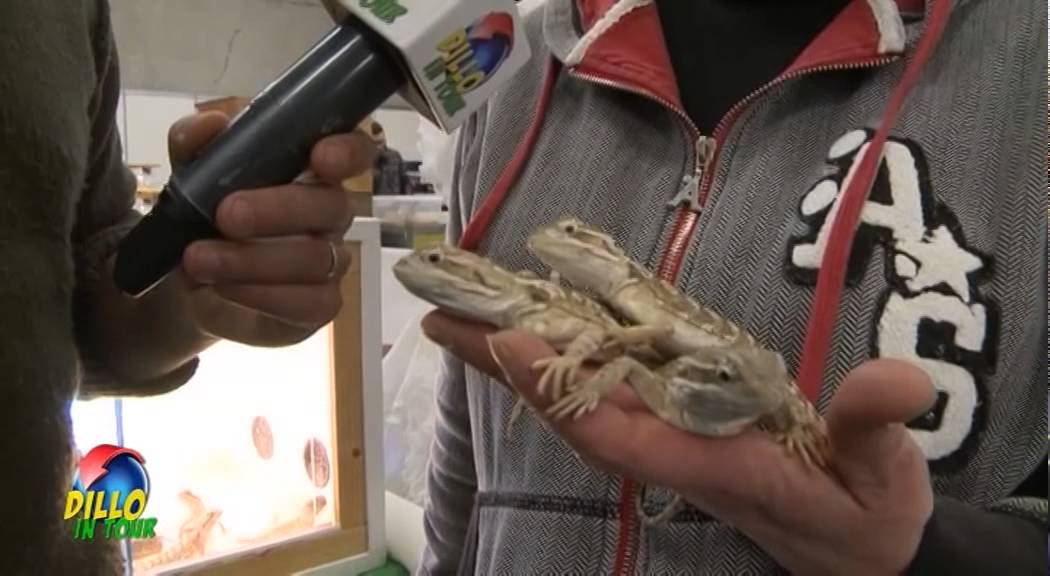 Dillo in Tour - Stagione 2014/15 - Puntata 25 - YouTube