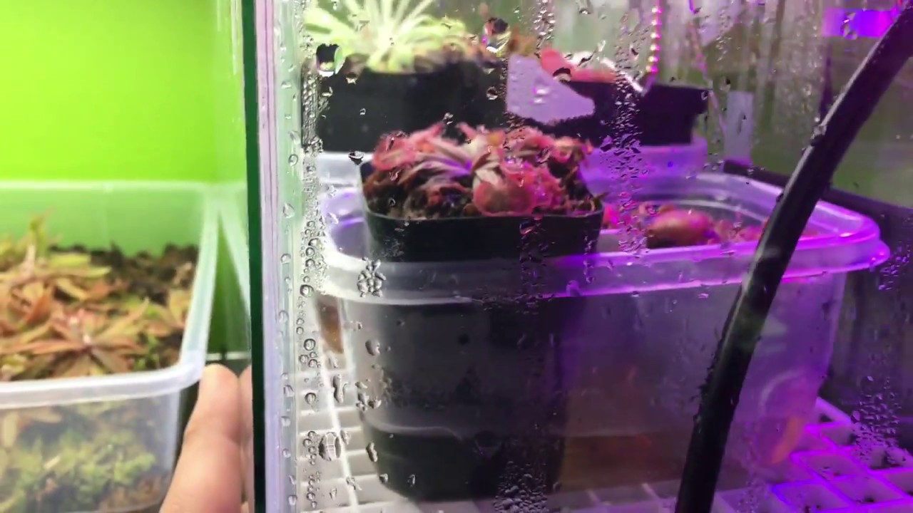 The petiolaris sundew terrarium upgrade - YouTube
