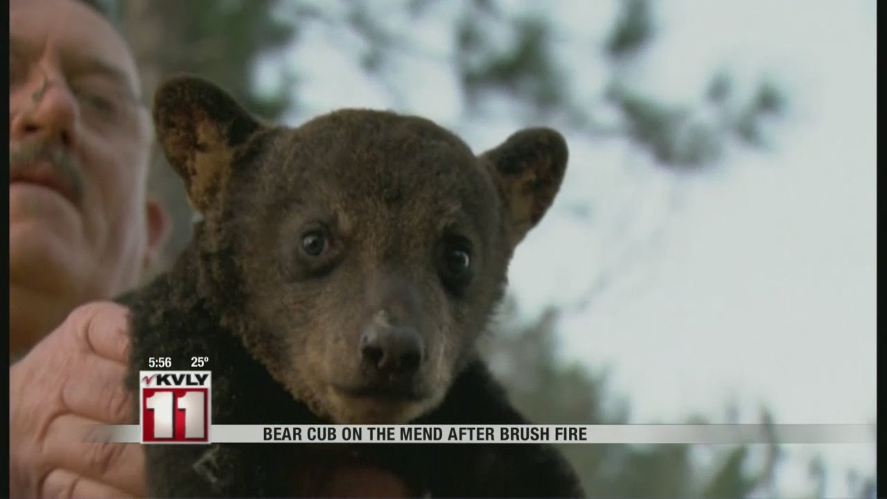 Bear Cub On The Mend After Brush Fire - YouTube