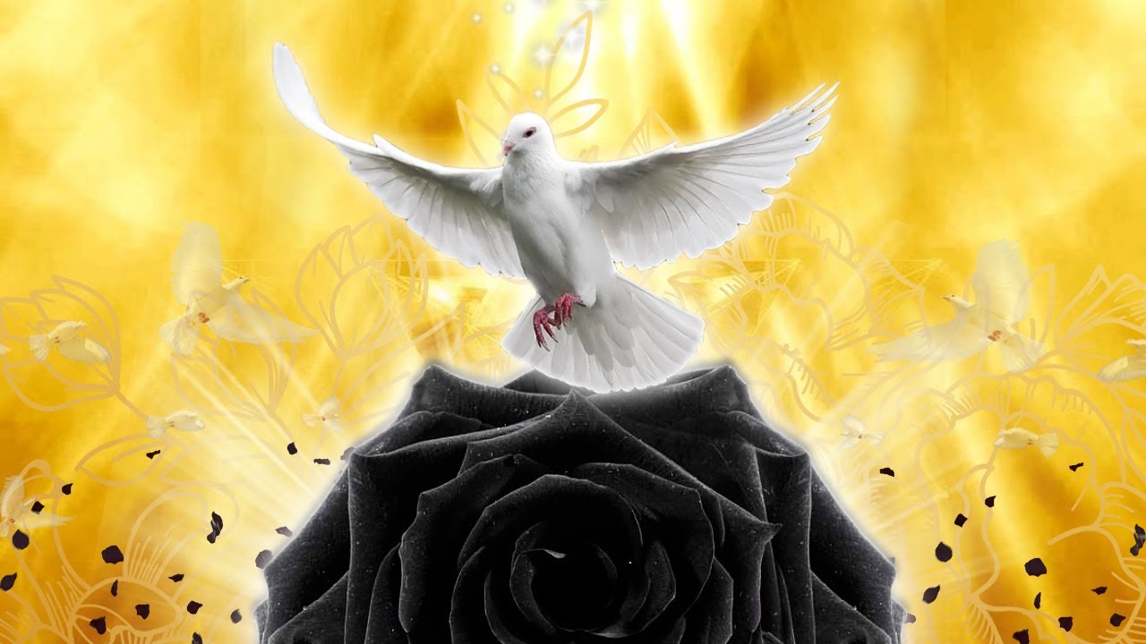 White Dove + Black Rose of the Magdalene | Guided Meditation - YouTube