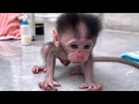 Baby monkey sampson throws a tantrum when he first walks on the floor😀 ...