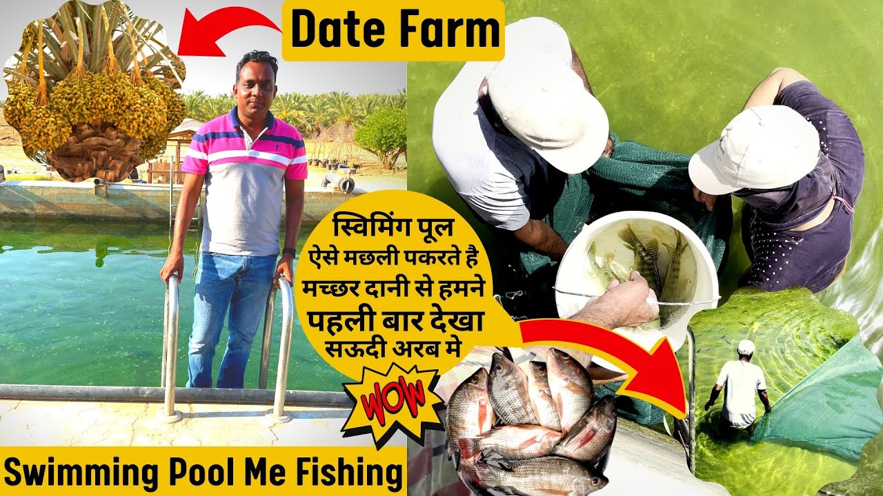Swimming Pool Me Fishing | Fishing In Saudi Arabia | Date Farm In Saudi ...