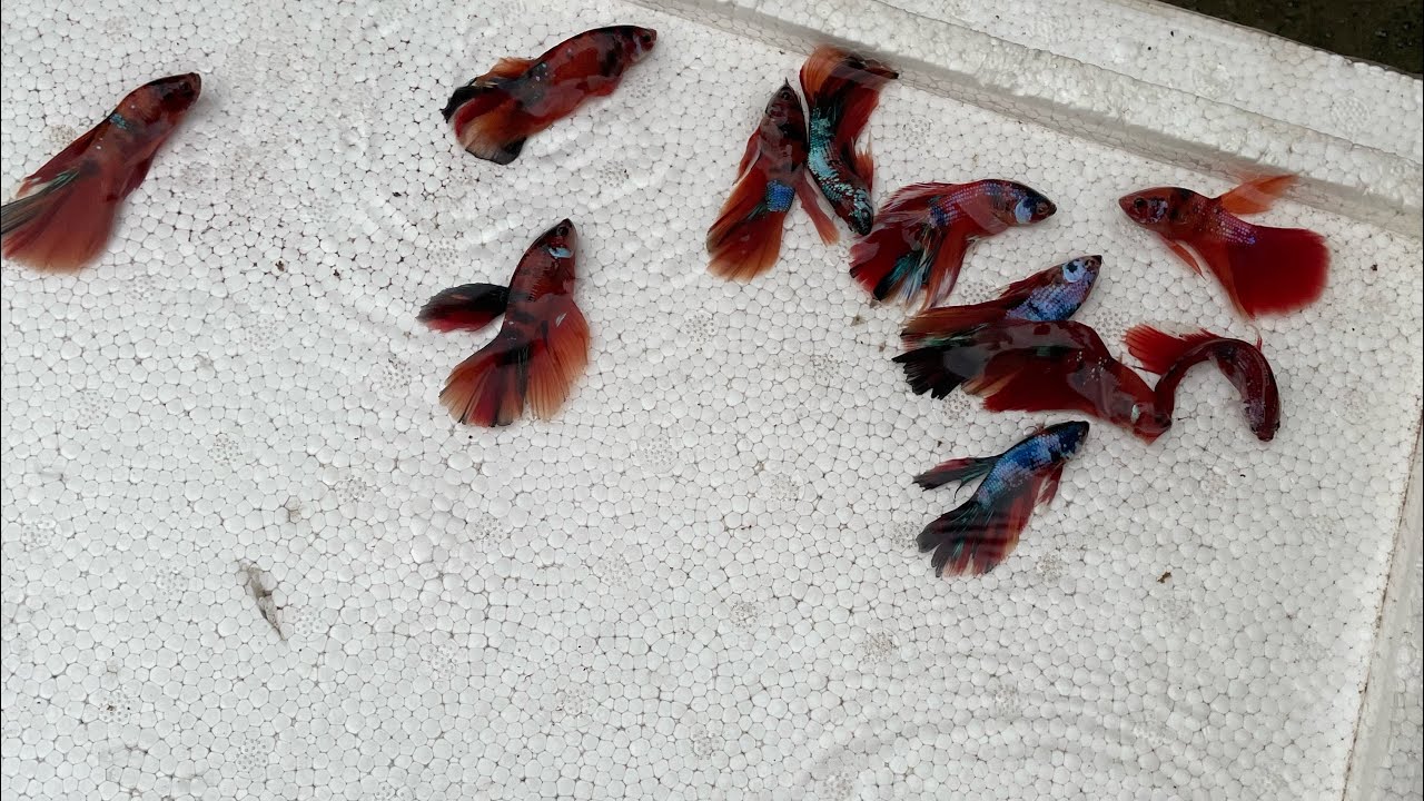 Nemo candy ohm bettas - YouTube