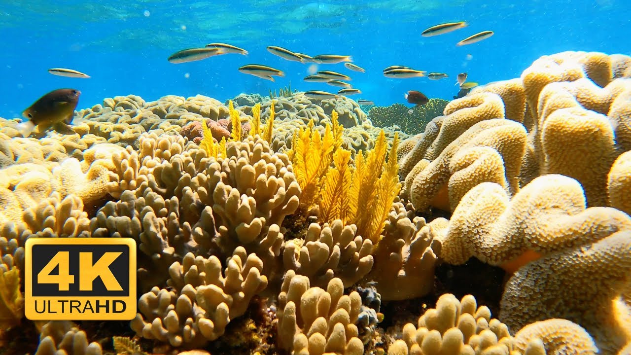 A look into the mysterious underwater realm, 12 Hours Live Wallpaper ...