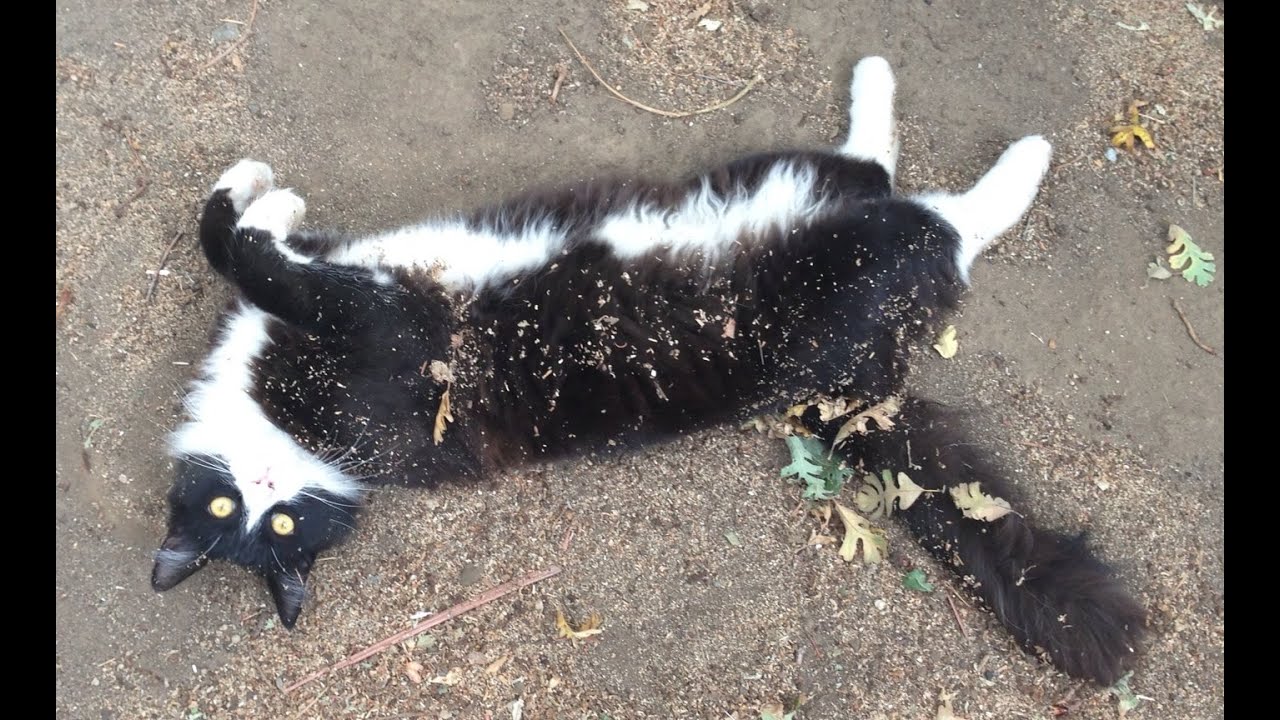 Sweet Teddy the Cat Tribute - YouTube