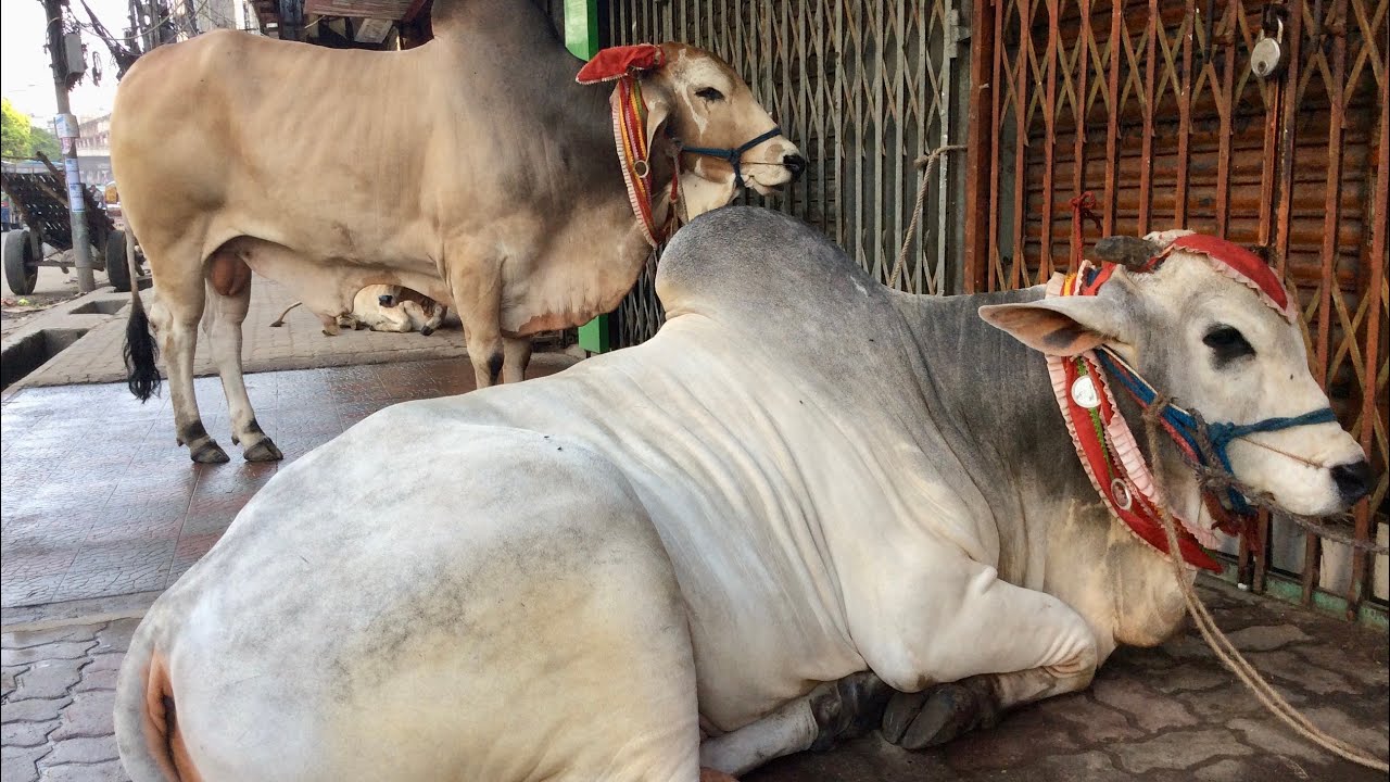 Puran Dhaka Sibbi Bull Pair for Qurbani Eid || 2018 - YouTube