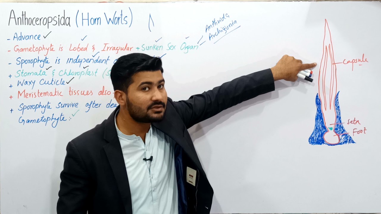 Anthoceropsida life cycle and characteristics of anthoceros | Kingdom ...