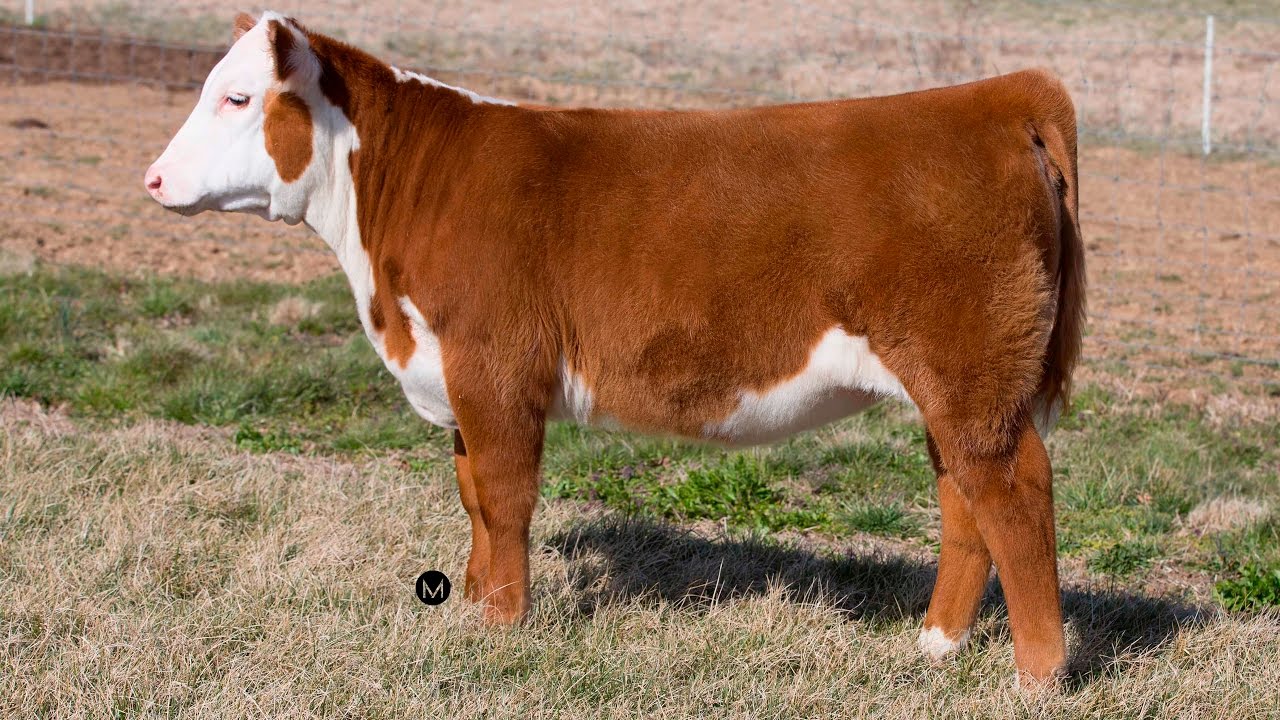 Lot 1 | KL Lemmon Cattle Co - YouTube