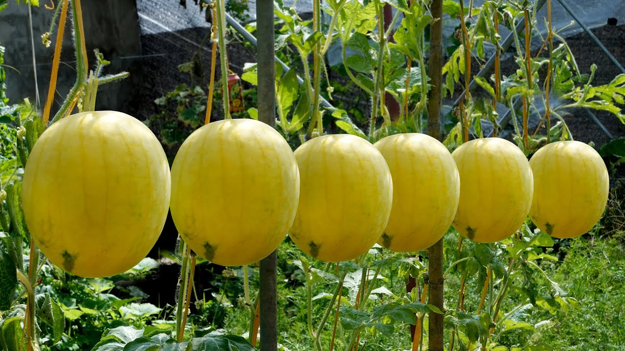 Secrets To Growing Yellow Watermelons, Tips for Big, Sweet And Juicy ...