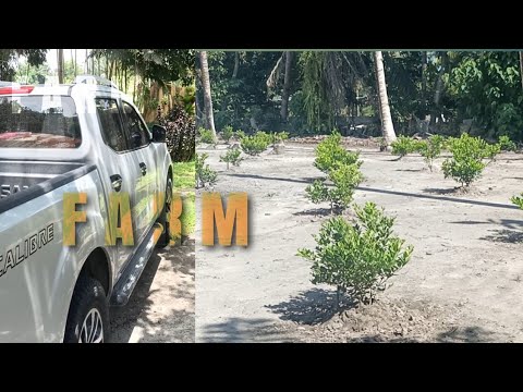 Farm, 300 calamansi trees, new project sa farm - YouTube