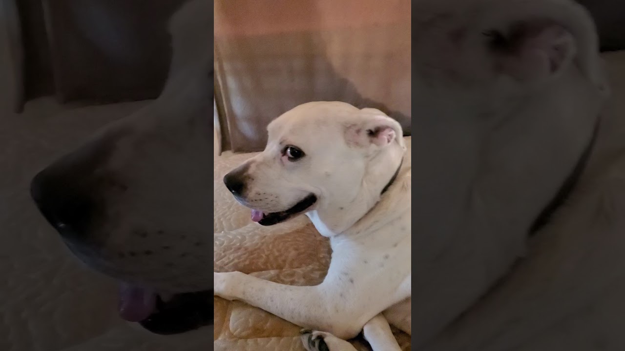 Slapping dog ass meme tik tok - YouTube