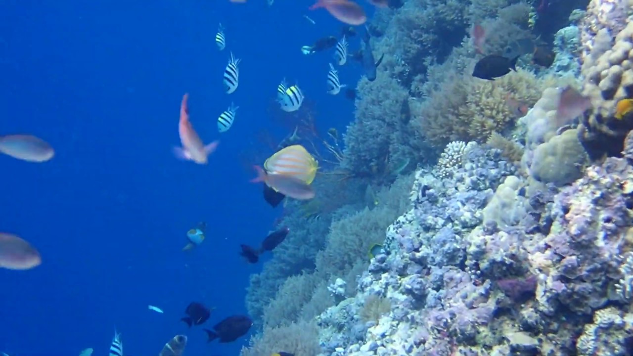 Snorkeling The Big Drop Off at Palau - YouTube