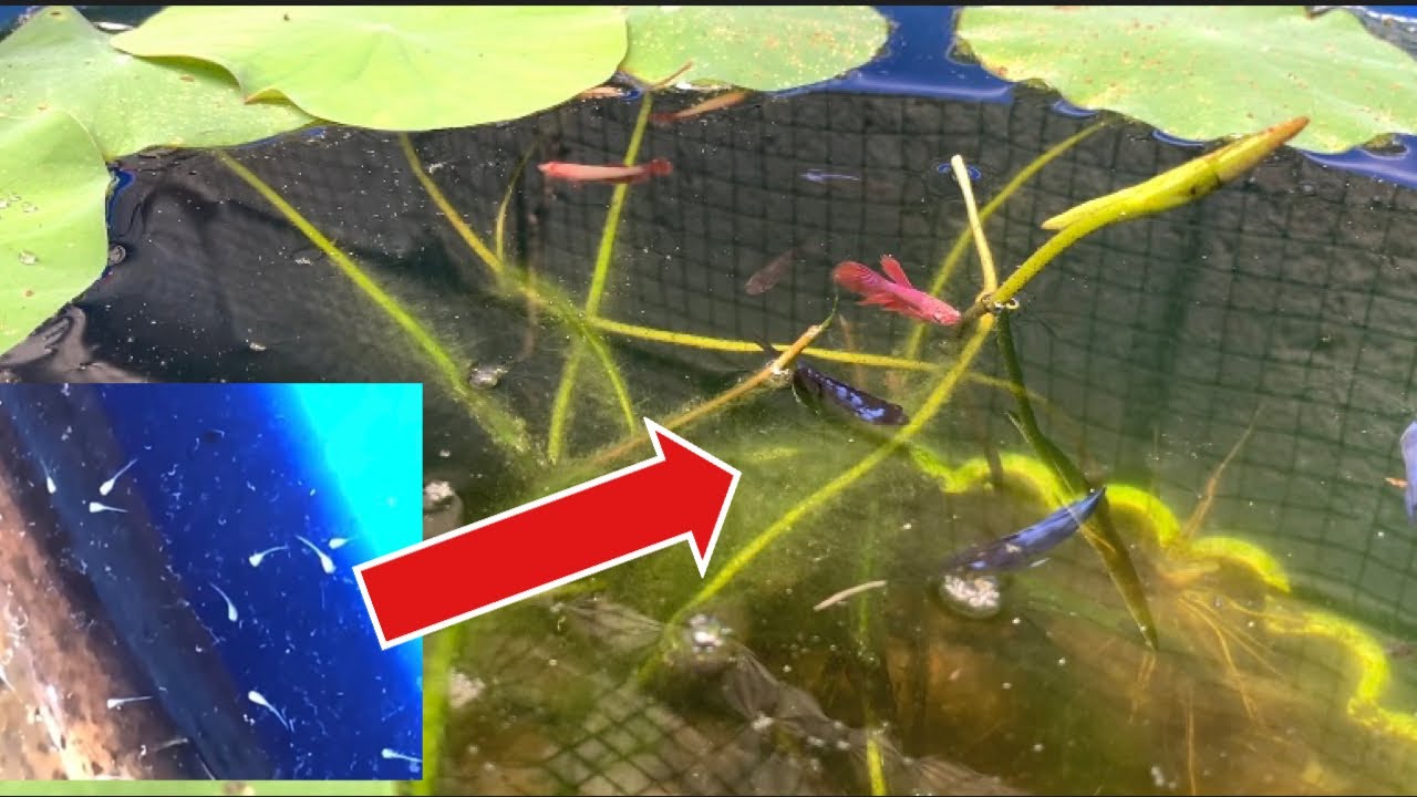 Betta Fish babies Growth From Birth to 4 Months 😍 - YouTube