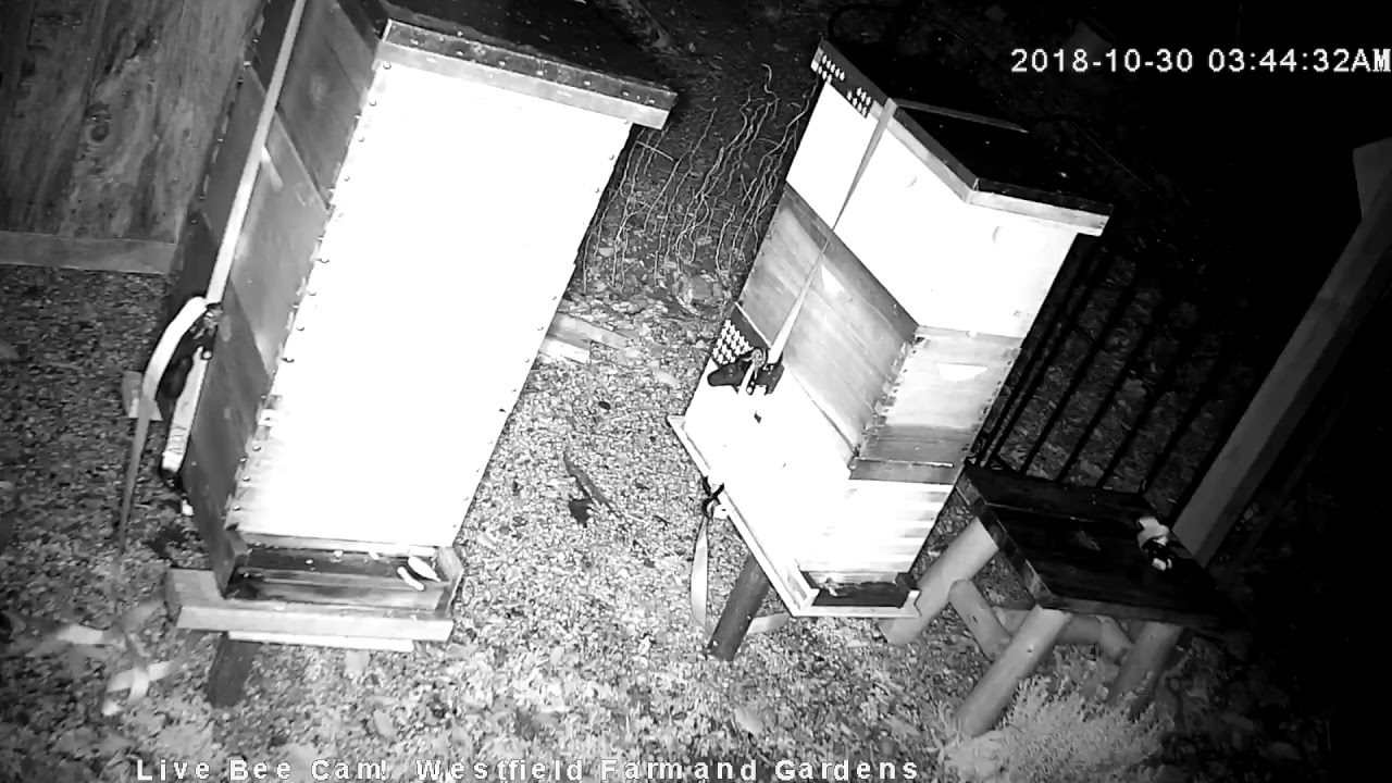 Live Honey Bee CAM - 1080p HD 24/7 Like & Share Us! Through Awareness ...