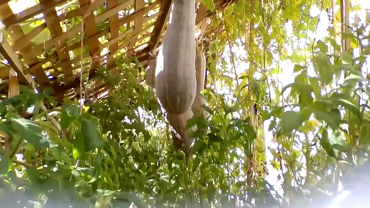 Neck Pumpkin / Habang Kalabasa Harvest time na po Veggie man OFW sa ...