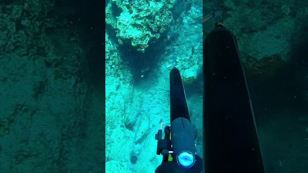 Fishing | Balık Avı | Underwater | Harpoon Hunt | Zıpkın #shorts - YouTube