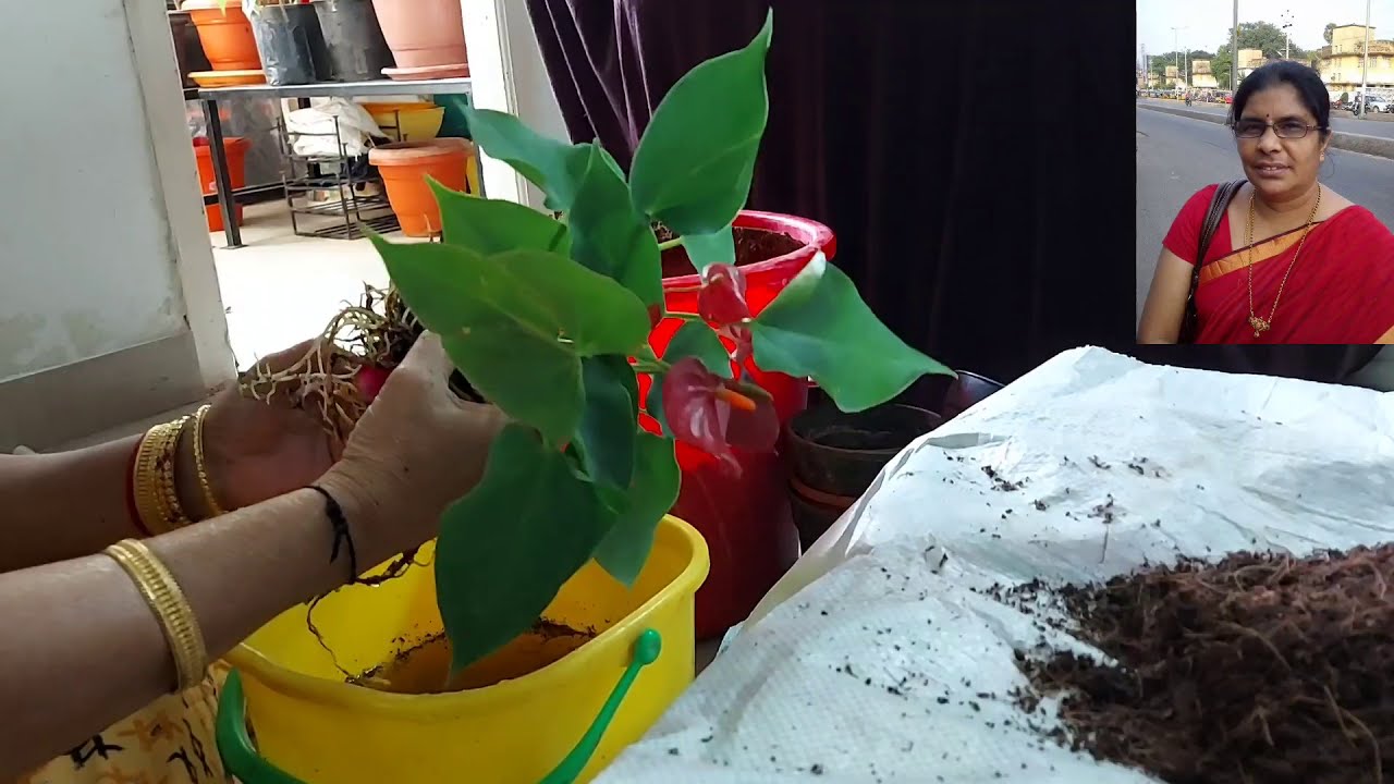 #gardening || వాస్తు పరంగా ఇంటిలో ఉండవలసిన plant || meera's hobbies ...