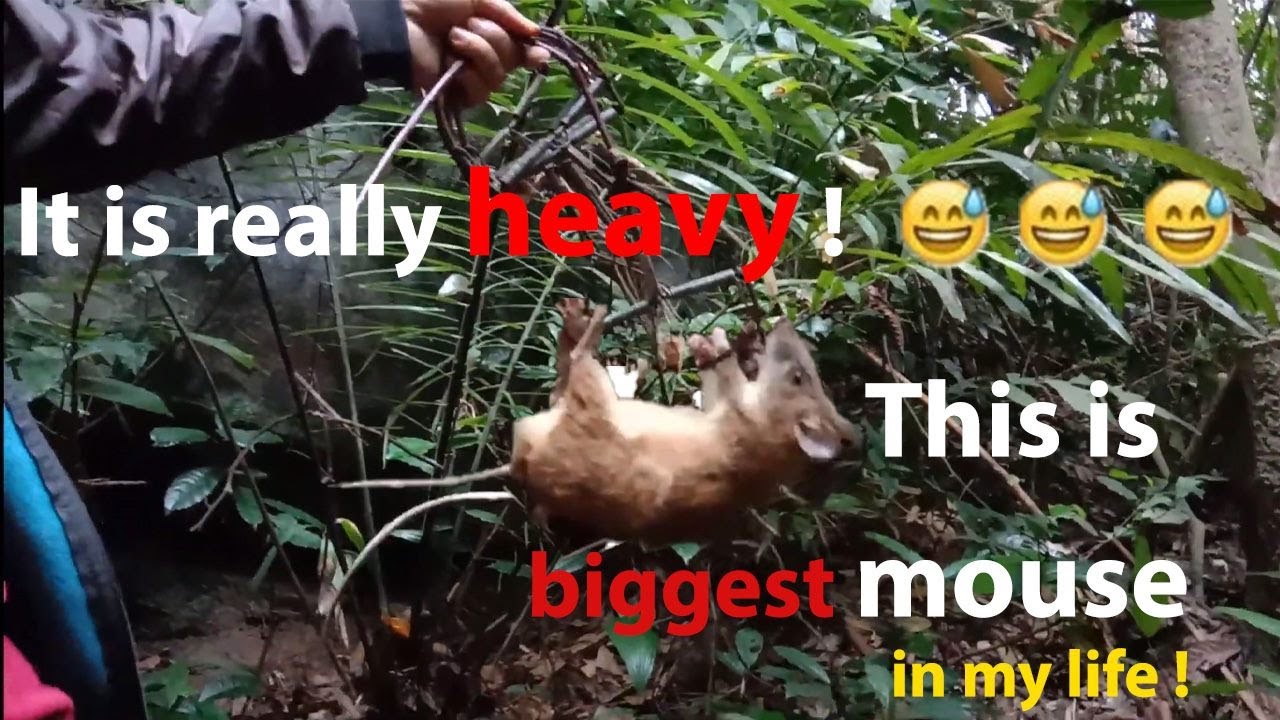 For the first time eat roasted rat meat | Roasted Mouse | Birds roast ...