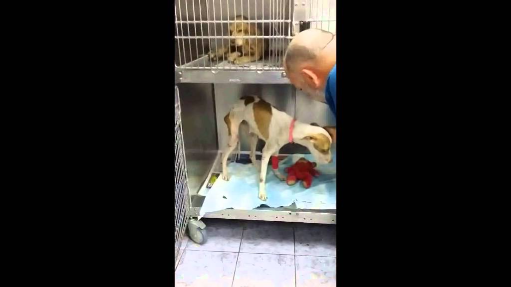 Pitbull´s Angels Rescue Presents ESPERANZA Her Story - YouTube