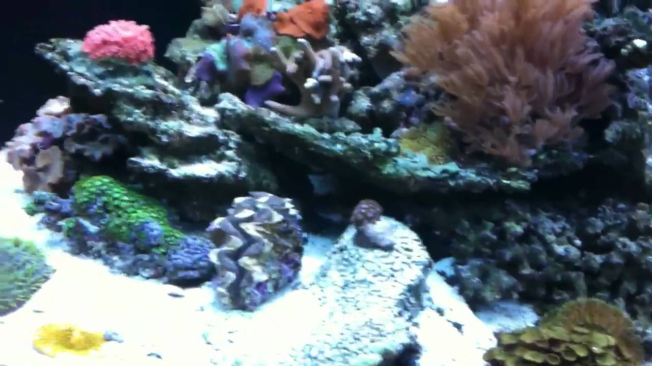 Rhomboid Wrasse - YouTube