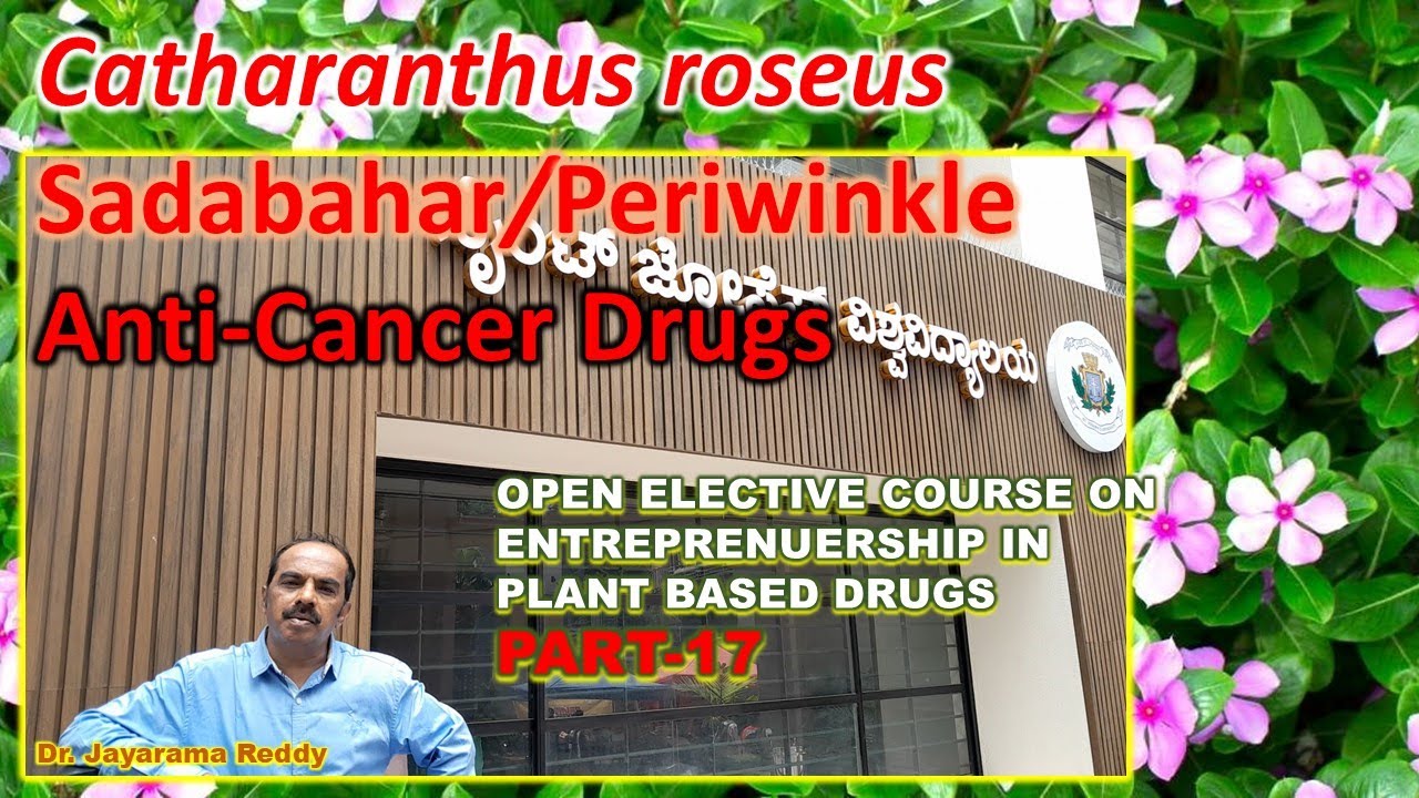 Anti Cancer| Periwinkle| Catharanthus| Vincristine| Vinblastine ...