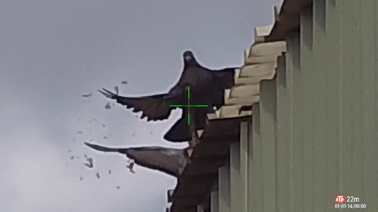 Pigeon Patrol Chronicles: The Cat and the Clever Hunter - YouTube