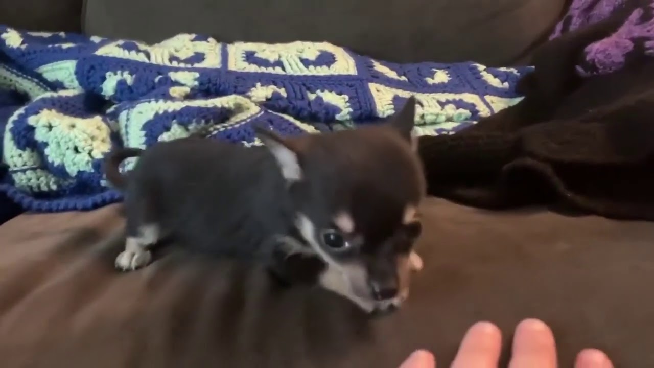 Tiny teacup size Chihuahua & Siamese kitten playing - YouTube