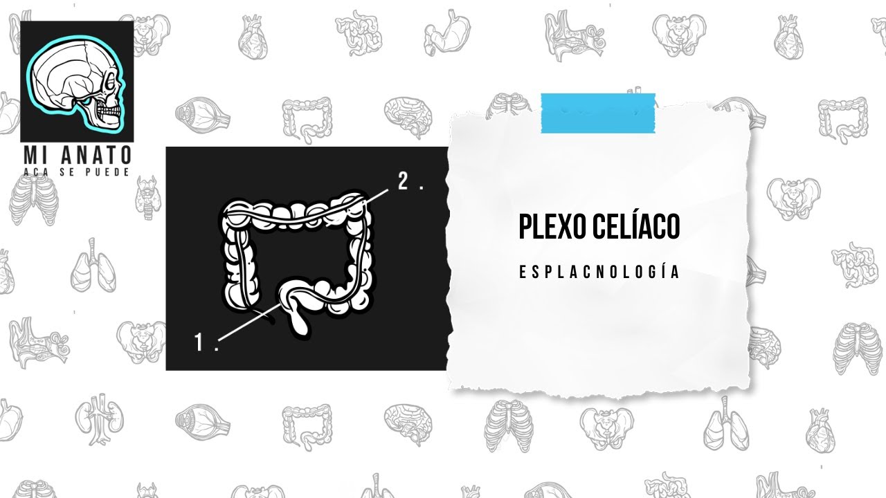 PLEXO CELÍACO (PLEXO SOLAR) - YouTube
