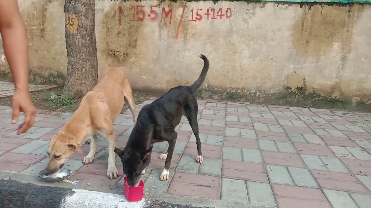 Please Animals Help 🙏🙏🙏🙏 - YouTube